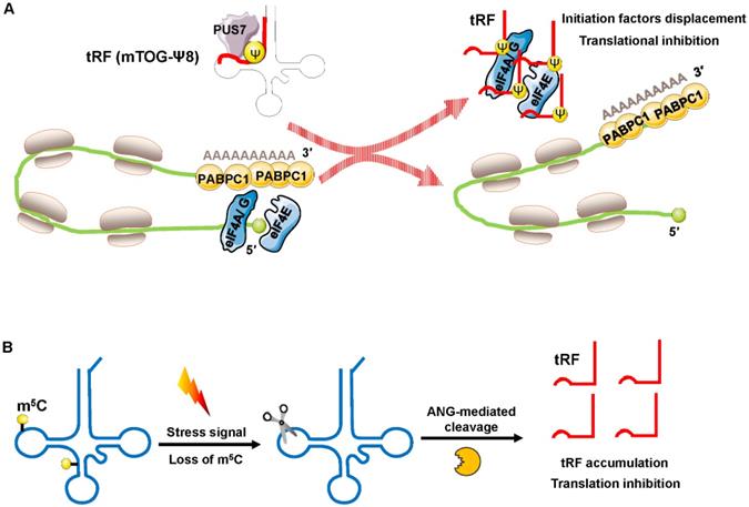 tRNA-derived fragments: Mechanisms underlying their regulation of gene ...