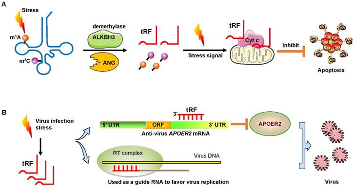 tRNA-derived fragments: Mechanisms underlying their regulation of gene ...