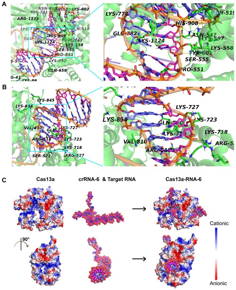 Rapid design and development of CRISPR-Cas13a targeting SARS-CoV-2 ...