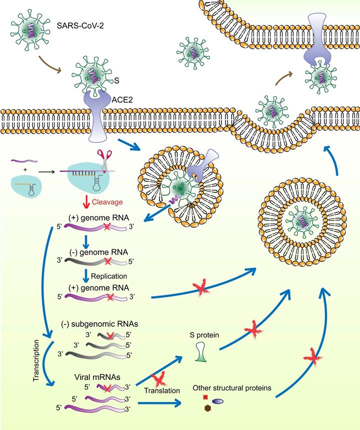 Rapid design and development of CRISPR-Cas13a targeting SARS-CoV-2 ...