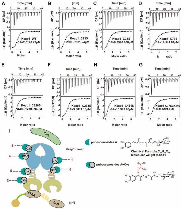 Covalent modification of Keap1 at Cys77 and Cys434 by pubescenoside a ...