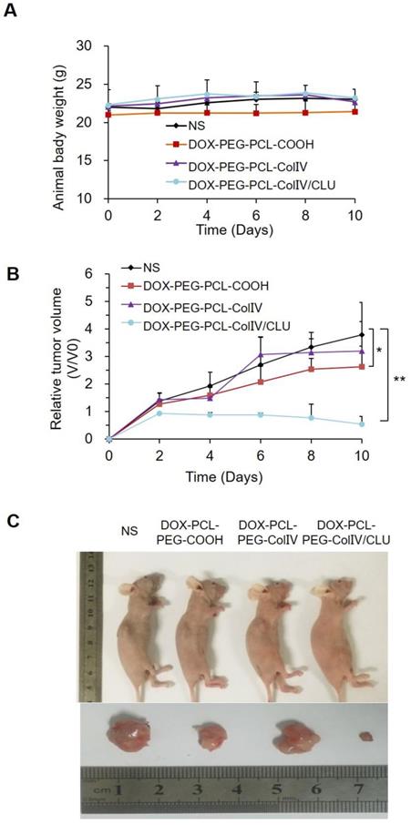 Collagenase IV and clusterin-modified polycaprolactone-polyethylene ...