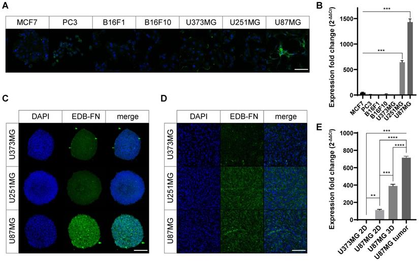 Extra-domain B of fibronectin as an alternative target for drug ...