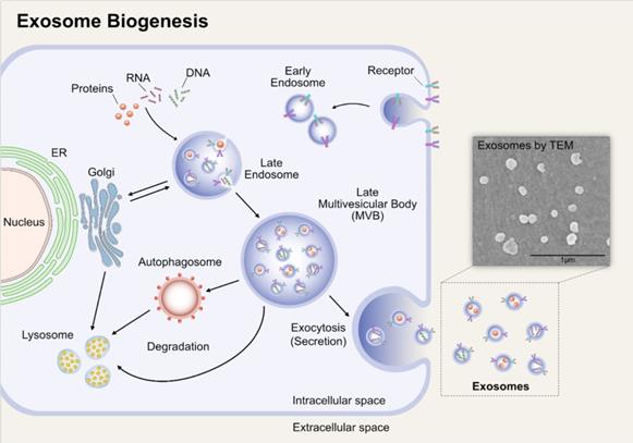 The pivotal roles of exosomes derived from endogenous immune cells and ...