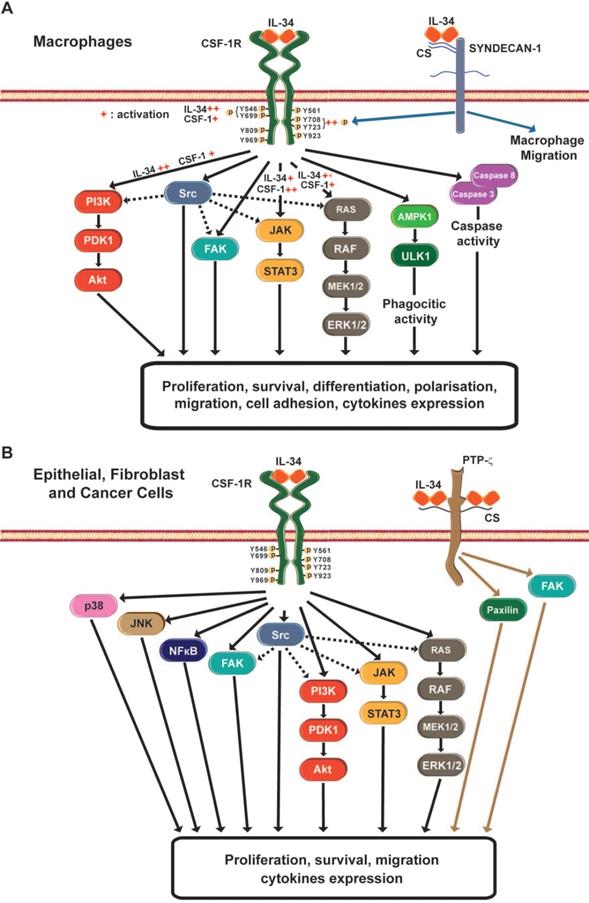 The twin cytokines interleukin-34 and CSF-1: masterful conductors of macrophage homeostasis
