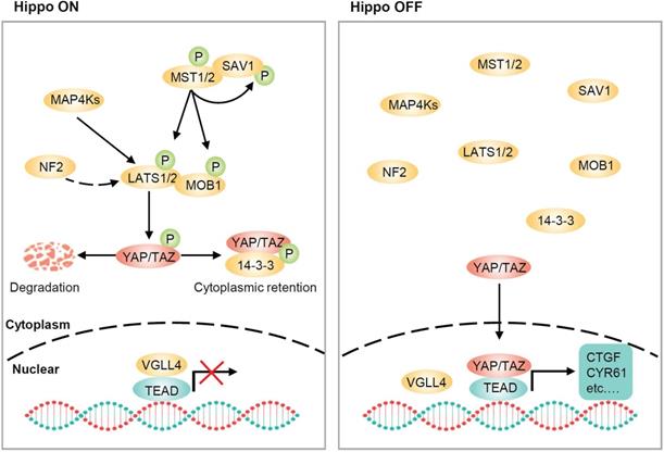 YAP in pancreatic cancer: oncogenic role and therapeutic strategy