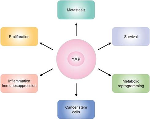 YAP in pancreatic cancer: oncogenic role and therapeutic strategy