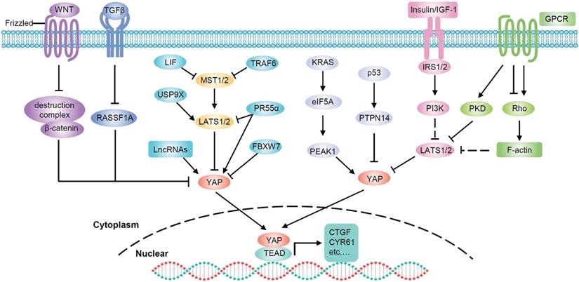YAP in pancreatic cancer: oncogenic role and therapeutic strategy