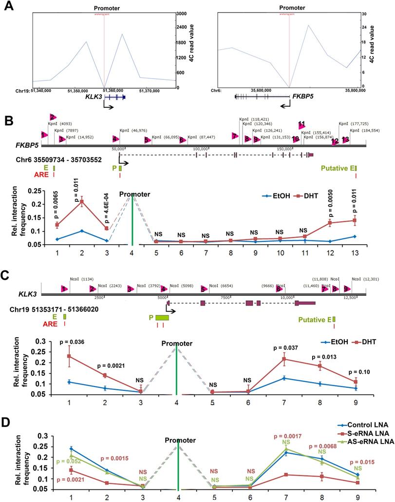 Functional roles of antisense enhancer RNA for promoting prostate ...