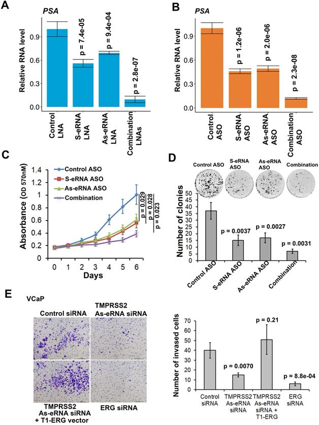 Functional roles of antisense enhancer RNA for promoting prostate ...