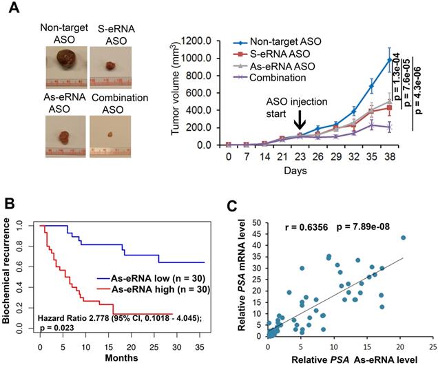 Functional roles of antisense enhancer RNA for promoting prostate ...