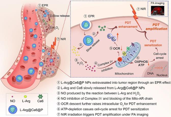 Increased photodynamic therapy sensitization in tumors using a nitric ...