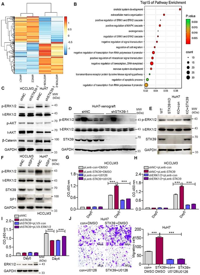 STK39 is a novel kinase contributing to the progression of ...