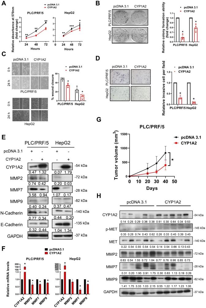 CYP1A2 suppresses hepatocellular carcinoma through antagonizing HGF/MET ...