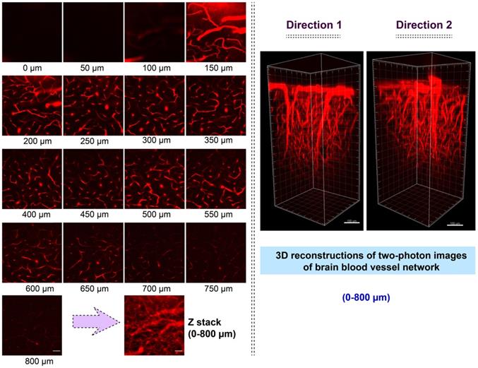 AIE-active two-photon fluorescent nanoprobe with NIR-II light ...