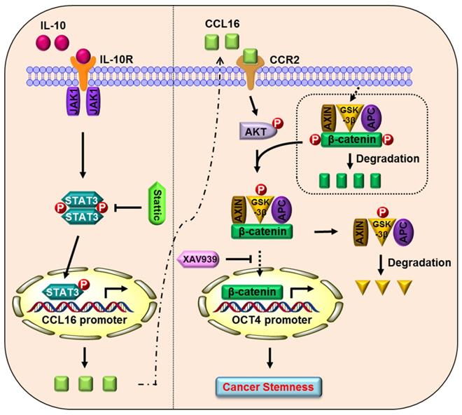 CCL16 maintains stem cell-like properties in breast cancer by ...