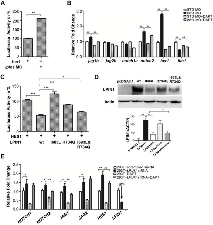 Lipin 1 deficiency causes adult-onset myasthenia with motor neuron ...