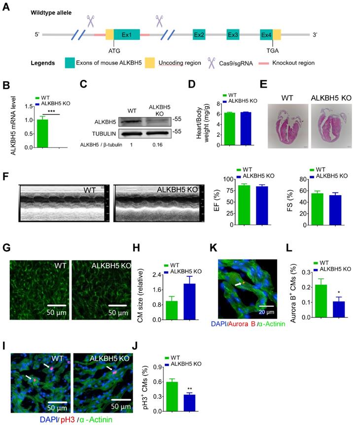 ALKBH5 regulates cardiomyocyte proliferation and heart regeneration by ...
