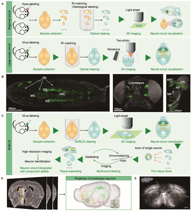 Optical Tissue Clearing: Illuminating Brain Function and Dysfunction