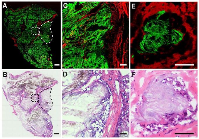 Highly specific and label-free histological identification of ...