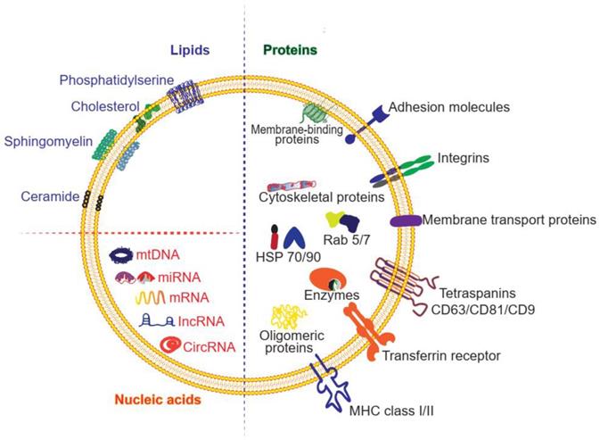 Engineering exosomes for targeted drug delivery