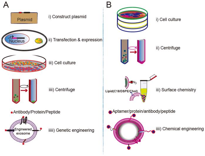 Engineering exosomes for targeted drug delivery