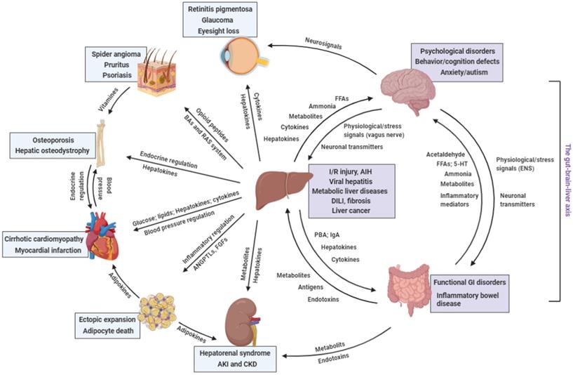 Organ-organ communication: The liver's perspective