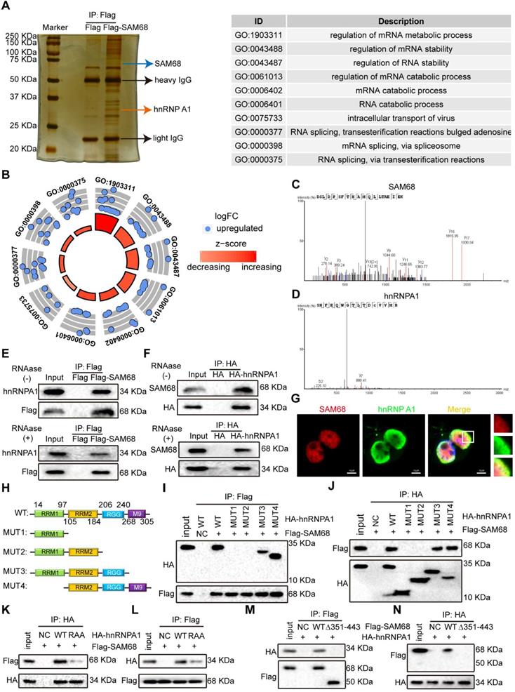 SAM68 promotes tumorigenesis in lung adenocarcinoma by regulating ...