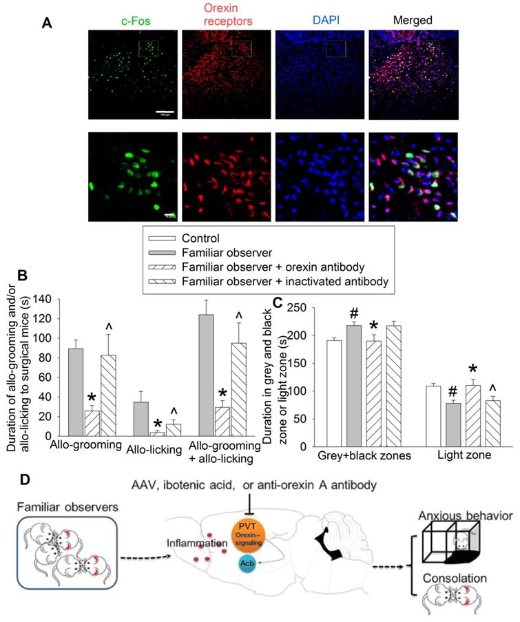 Paraventricular thalamic nucleus plays a critical role in consolation ...