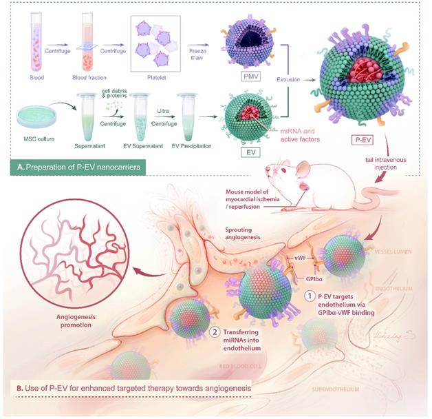Engineering extracellular vesicles with platelet membranes fusion ...