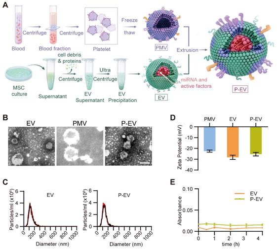 Engineering extracellular vesicles with platelet membranes fusion ...