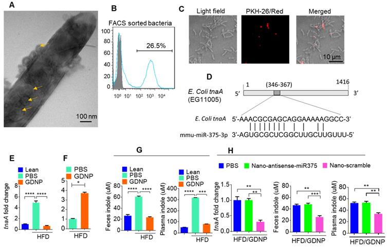 miR-375 prevents high-fat diet-induced insulin resistance and obesity ...