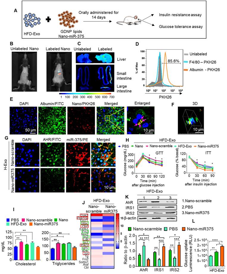 miR-375 prevents high-fat diet-induced insulin resistance and obesity ...