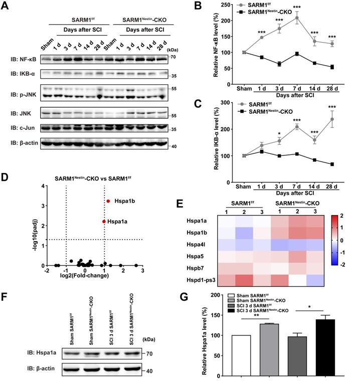 SARM1 promotes neuroinflammation and inhibits neural regeneration after ...