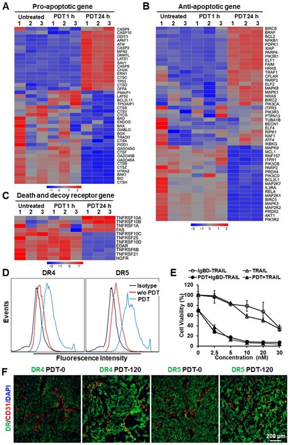 Combination of long-acting TRAIL and tumor cell-targeted photodynamic ...
