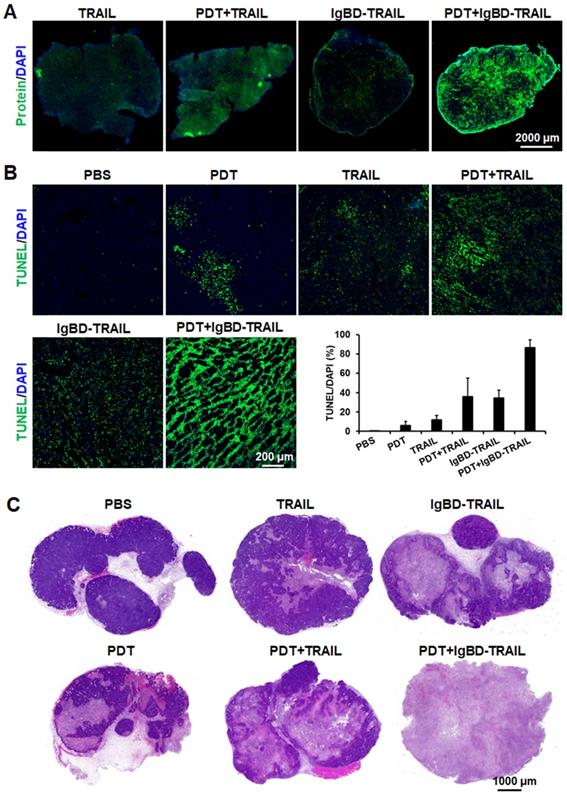 Combination of long-acting TRAIL and tumor cell-targeted photodynamic ...