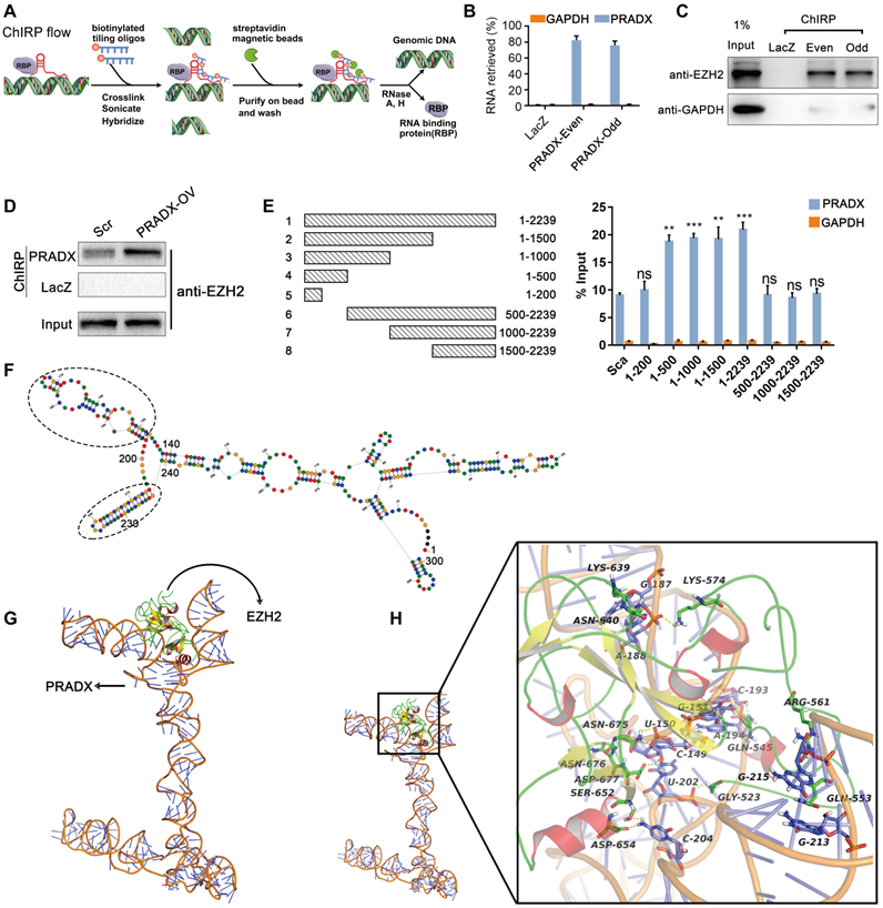 LncRNA PRADX-mediated recruitment of PRC2/DDX5 complex suppresses UBXN1 ...