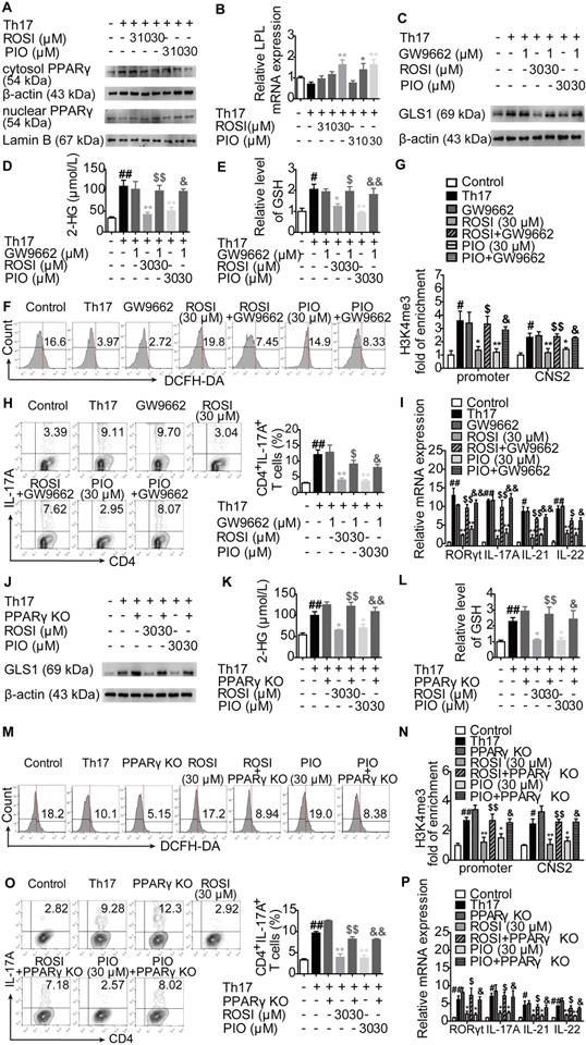 The role of GLS1-mediated glutaminolysis/2-HG/H3K4me3 and GSH/ROS ...