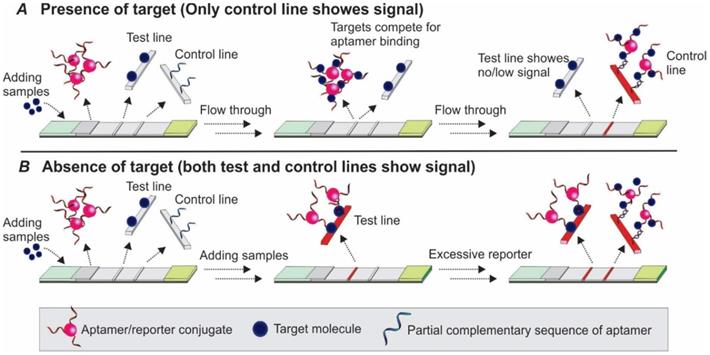 Development of nucleic acid aptamer-based lateral flow assays: A robust ...