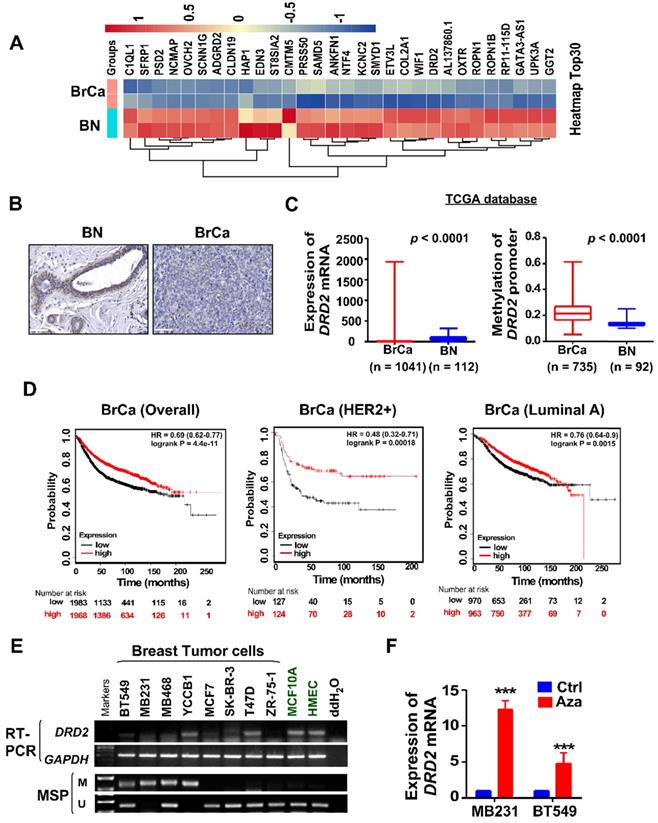 Tumor suppressor DRD2 facilitates M1 macrophages and restricts NF-κB ...