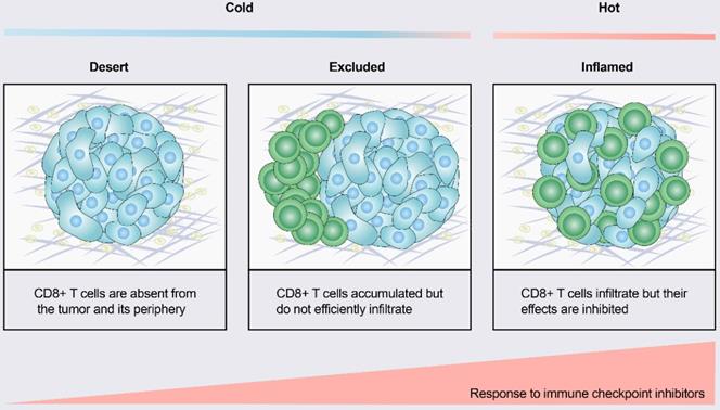 Turning cold tumors into hot tumors by improving T-cell infiltration