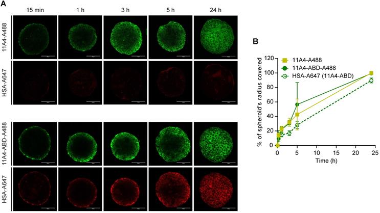 Homogeneous tumor targeting with a single dose of HER2-targeted albumin ...