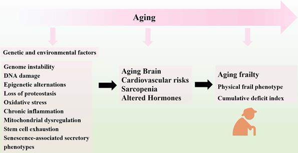 Application of mesenchymal stem cell therapy for aging frailty: from ...