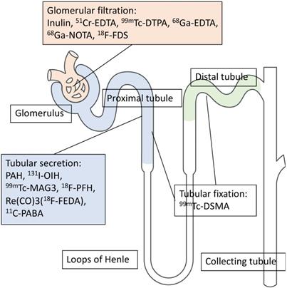 Current and future perspectives on functional molecular imaging in ...
