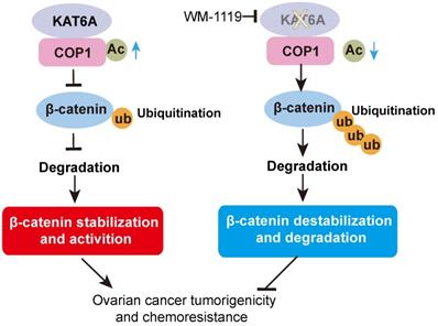 KAT6A, a novel regulator of β-catenin, promotes tumorigenicity and ...