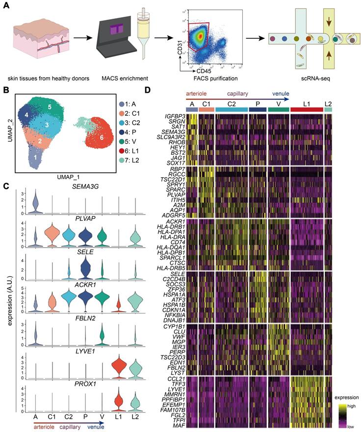 Single-cell transcriptome profiling reveals vascular endothelial cell ...
