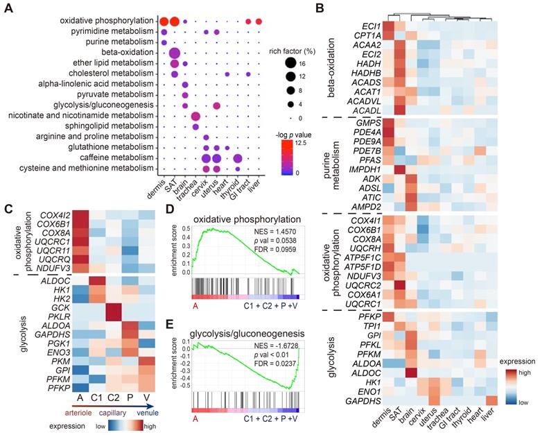 Single-cell transcriptome profiling reveals vascular endothelial cell ...