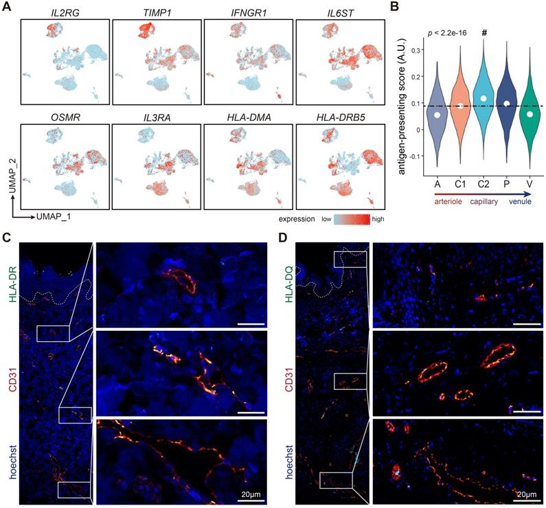 Single-cell transcriptome profiling reveals vascular endothelial cell ...