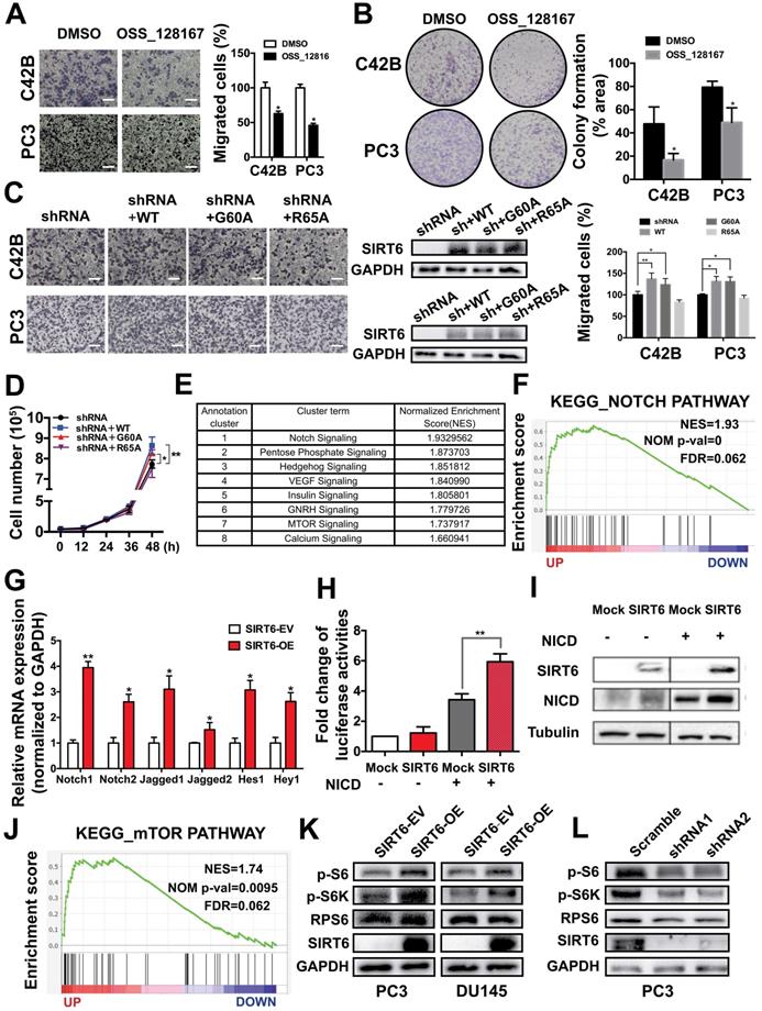 Targeted inhibition of SIRT6 via engineered exosomes impairs ...