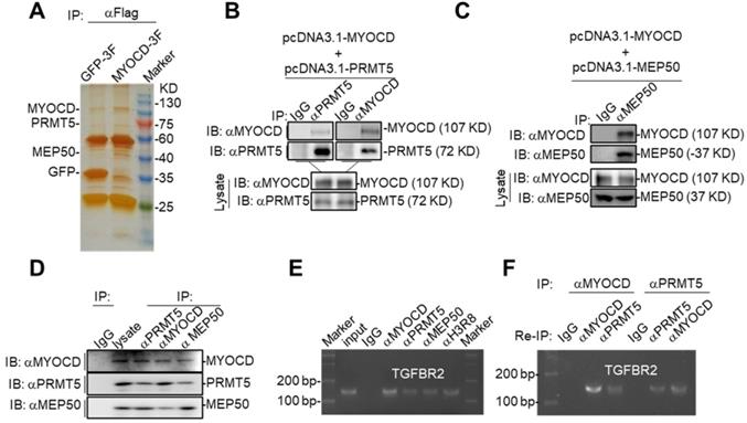 Targeting hyperactive TGFBR2 for treating MYOCD deficient lung cancer